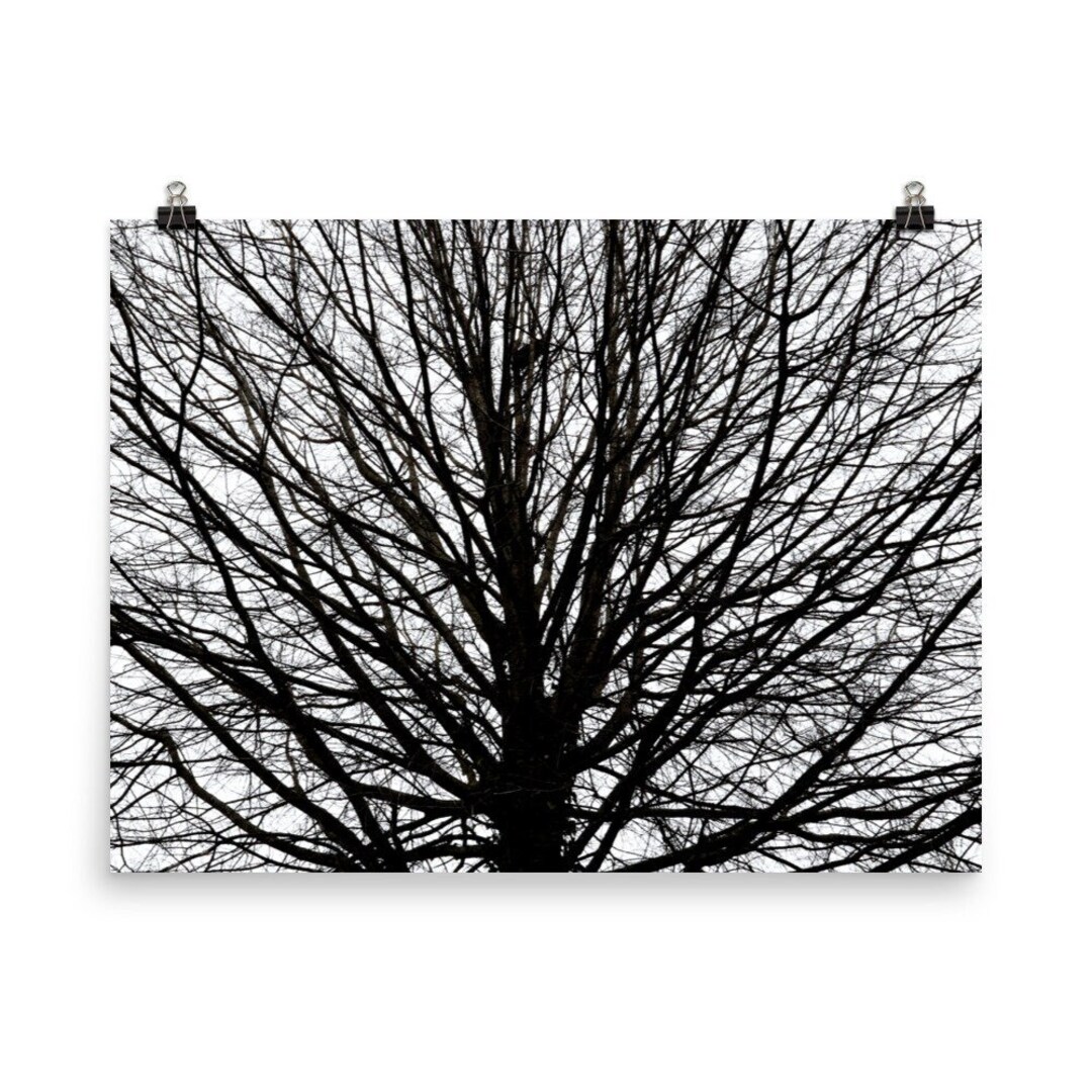 Bare Tree Poster Wall Art Sillhoute Tree Print Winter Tree - Etsy