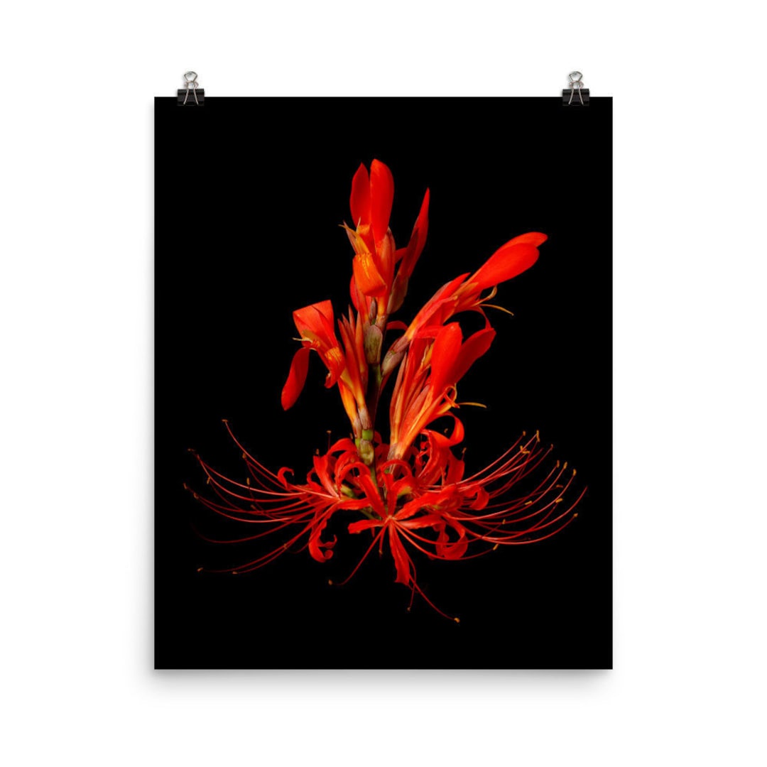 Vonflora Spider Lily Print Red Lily Wall Art Red Flower Poster - Etsy