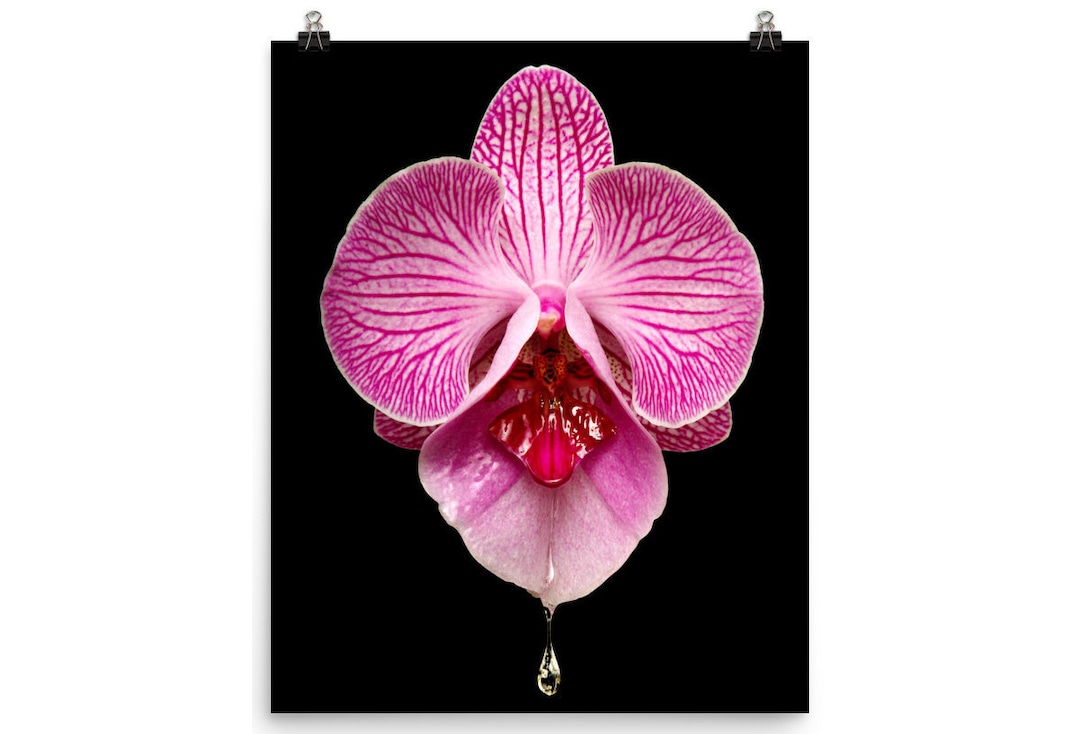 Vonflora Eroflower Striped Pink Moth Orchid Print Suggestive Flower - Etsy