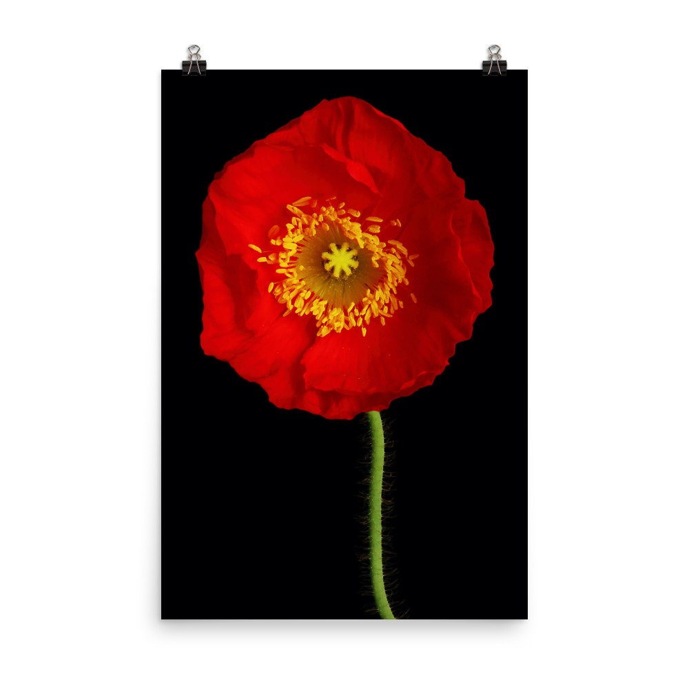 Poppy Print Poppy Wall Art Poppy Flower Poster - Etsy