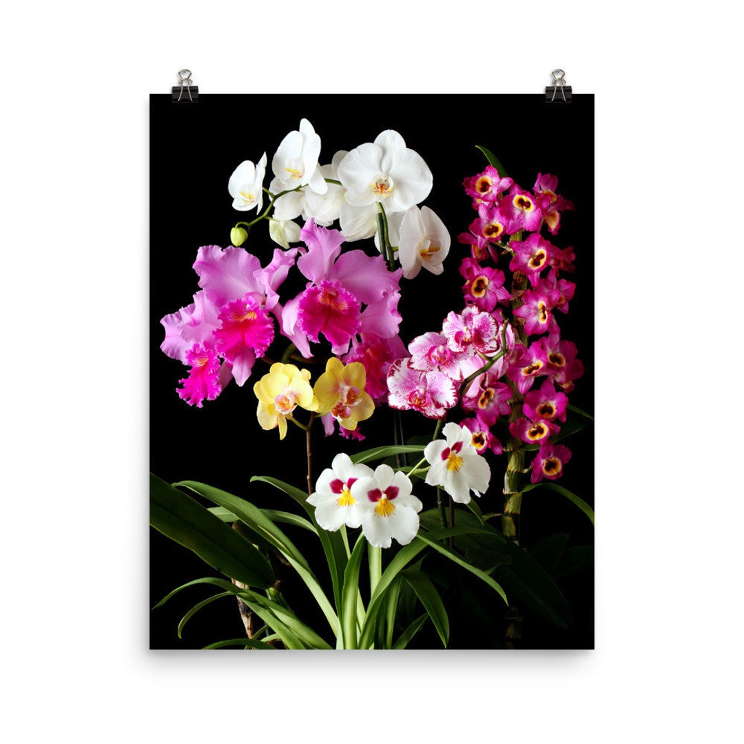 Print Of: Pink Cattleya Orchids Print Moth Orchids Print Pansy Miltonia ...