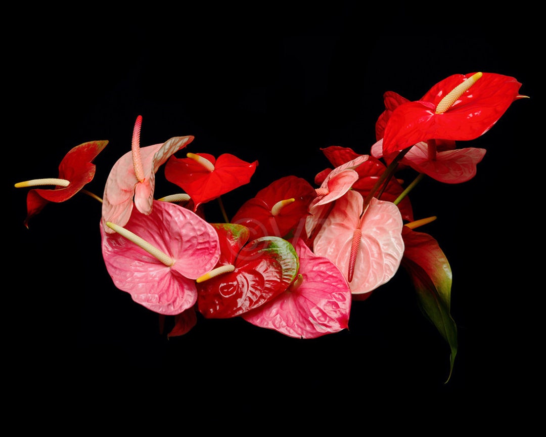 Instant Download Printable - Red Pink Anthuriums Print Anthuriums Photo ...