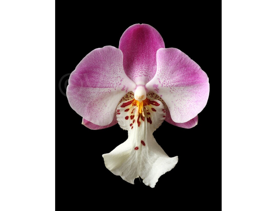 Print Of: Vonflora Pink Phalaenopsis Orchid Oncidium Orchid Poster Wall ...