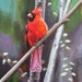 Cardinal Painting, Cardinal in Spring, Original Cardinal Art, When ...