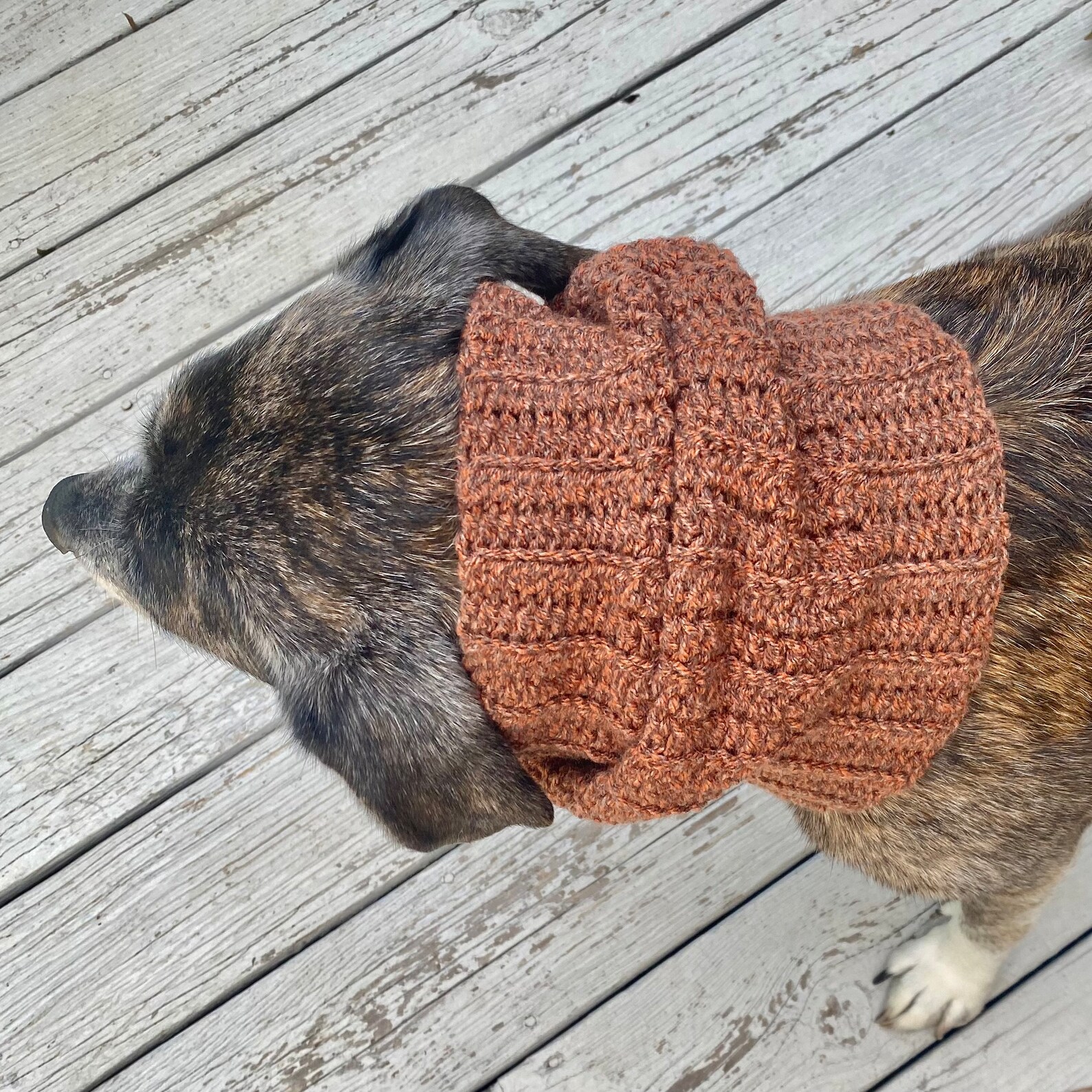 Easy Crochet Dog Scarf Pattern: Pet Snood, Cowl (PDF Pattern) - Etsy