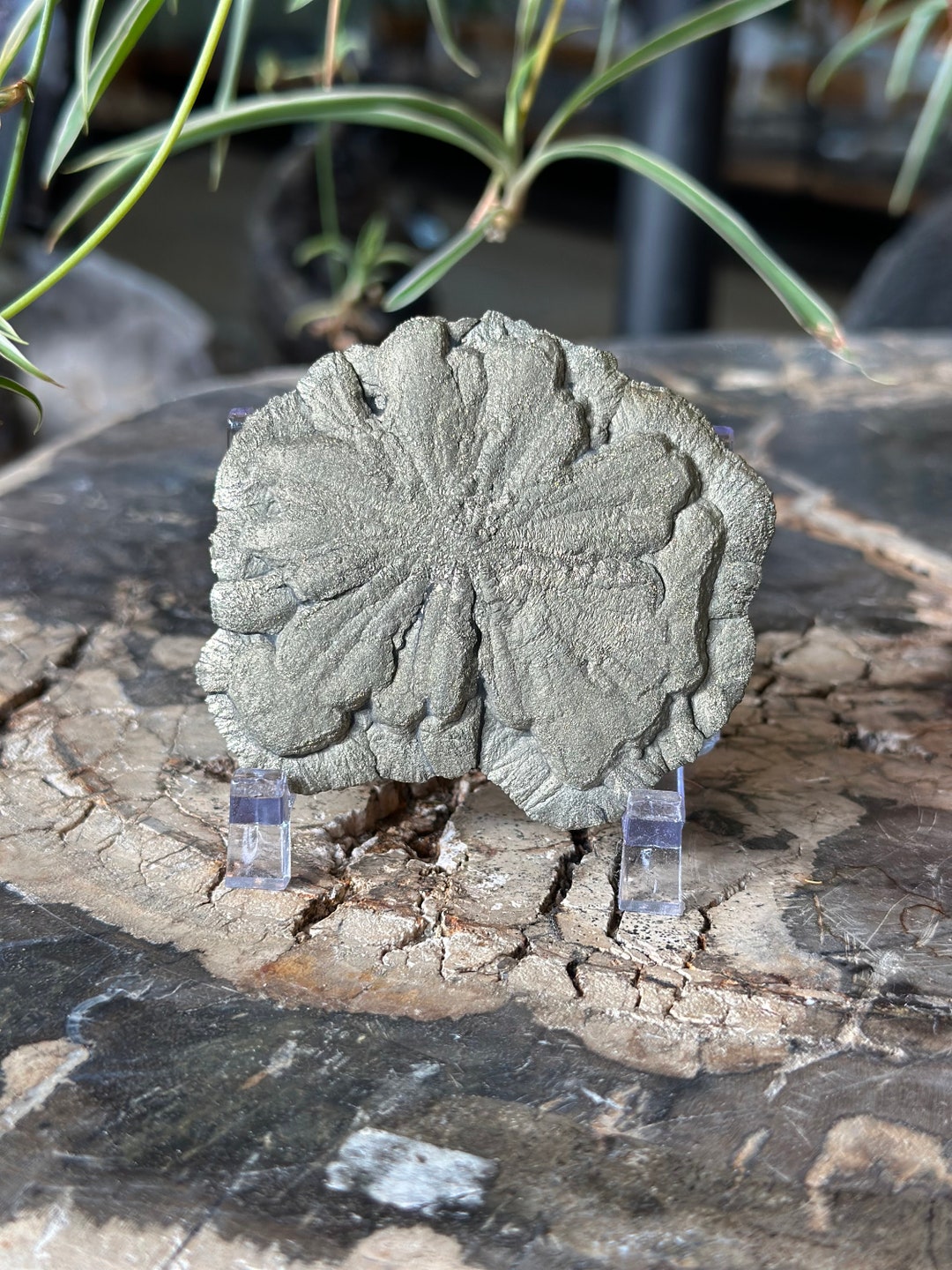 Pyrite Sun - Etsy