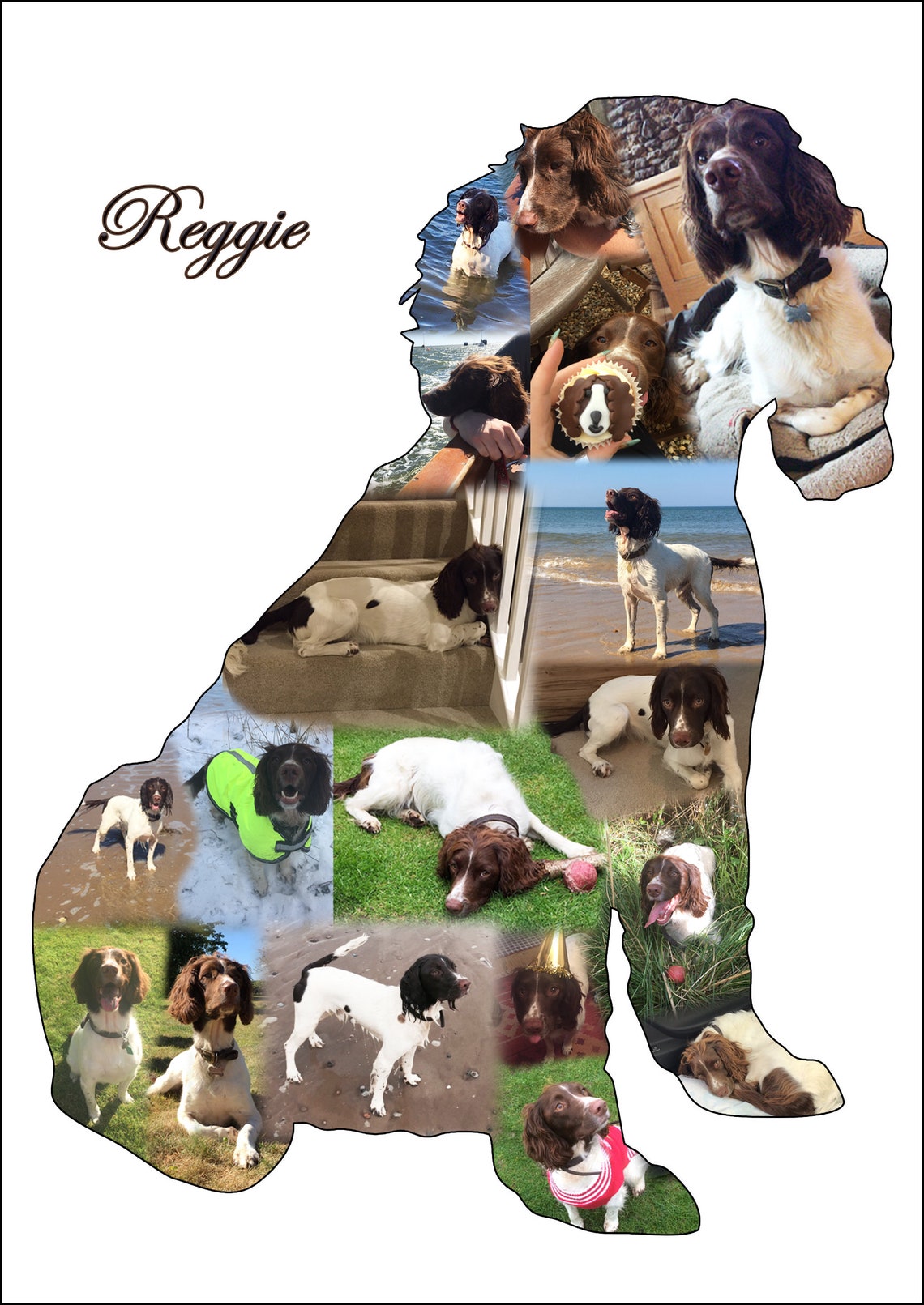 Springer Spaniel Photo Collage Springer Memorial Dog Memory - Etsy