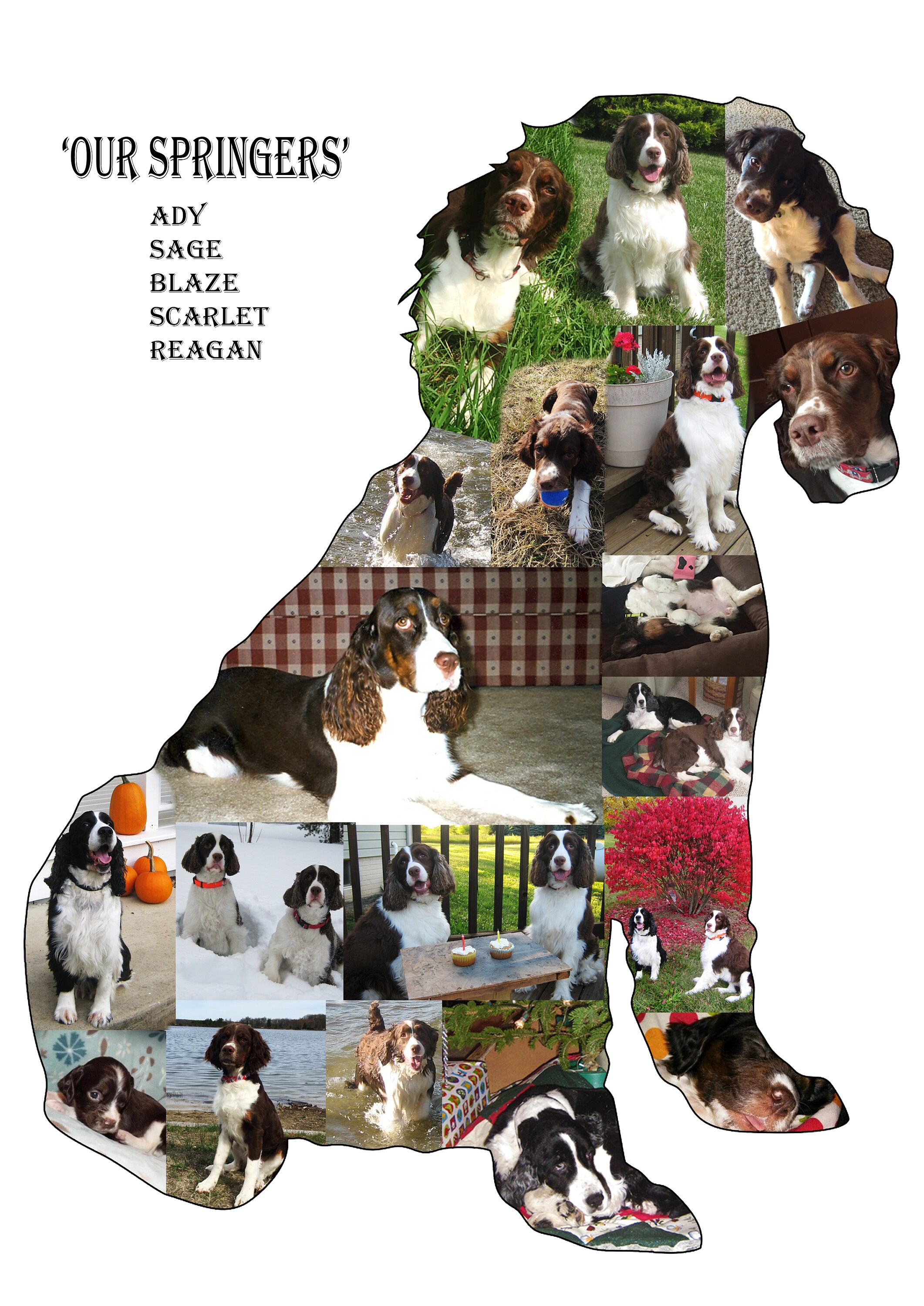 Springer Spaniel Photo Collage Springer Memorial Dog Memory Spinger ...