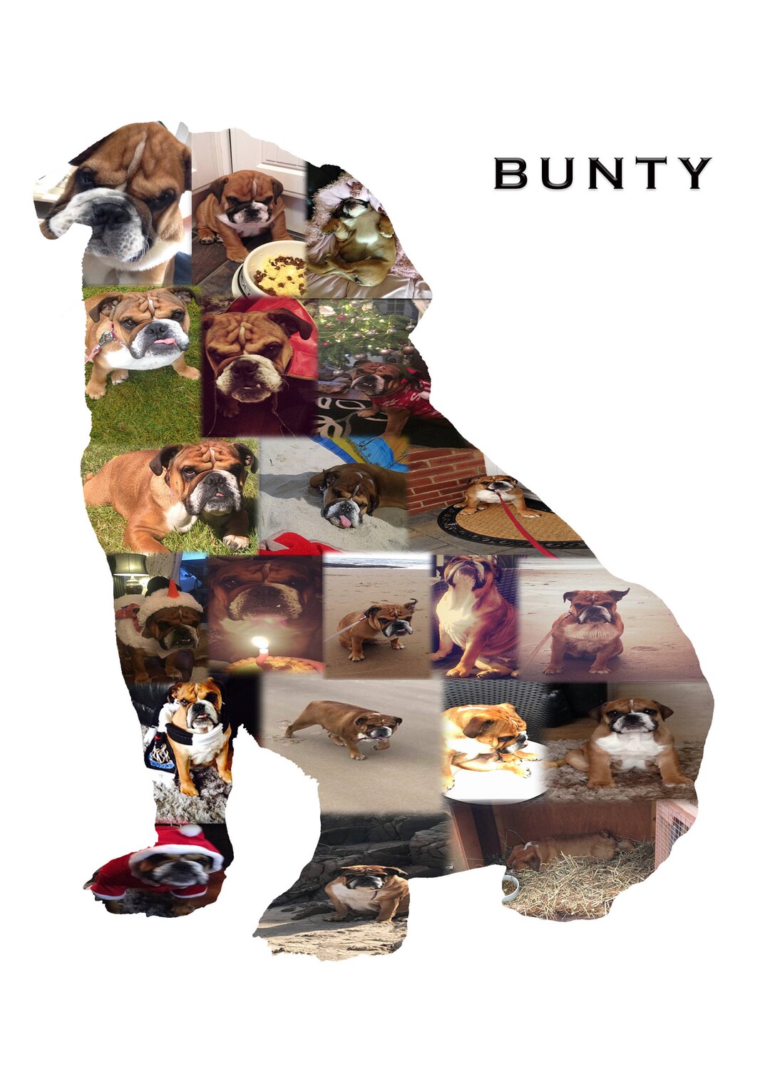 British Bulldog Photo Collage Memory Collage Pet Memorial Customised ...