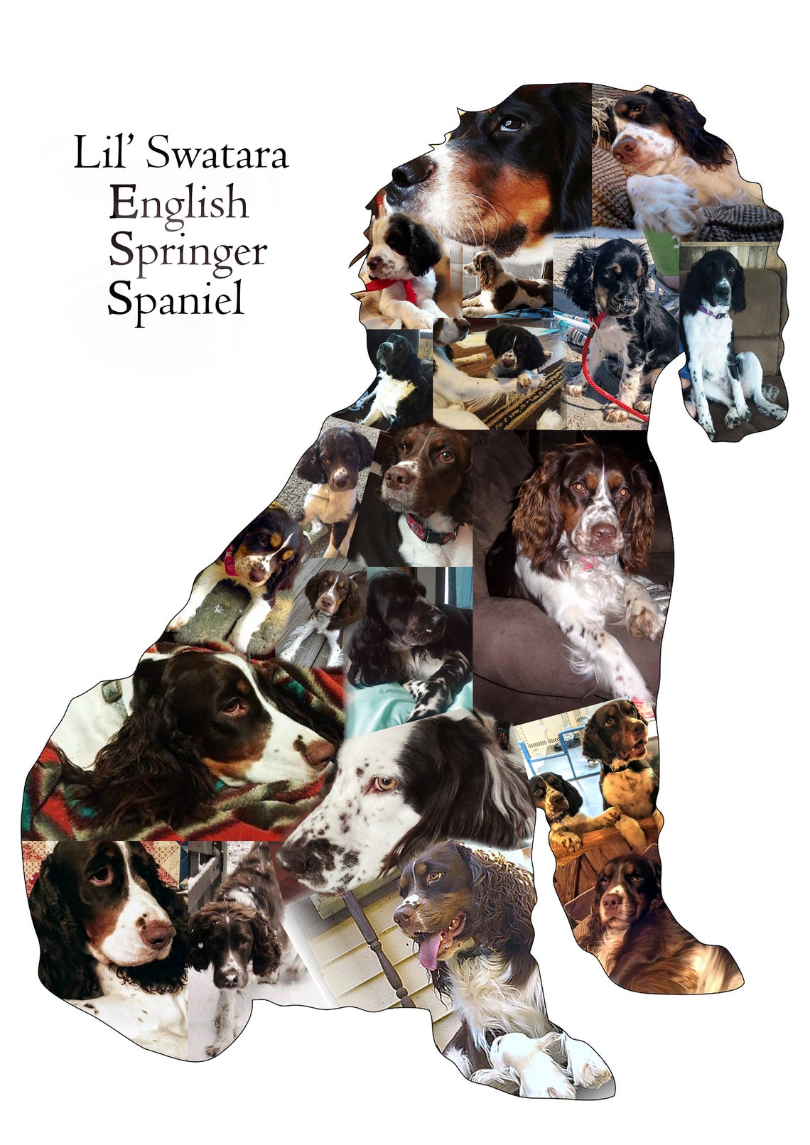Springer Spaniel Photo Collage Springer Memorial Dog Memory - Etsy