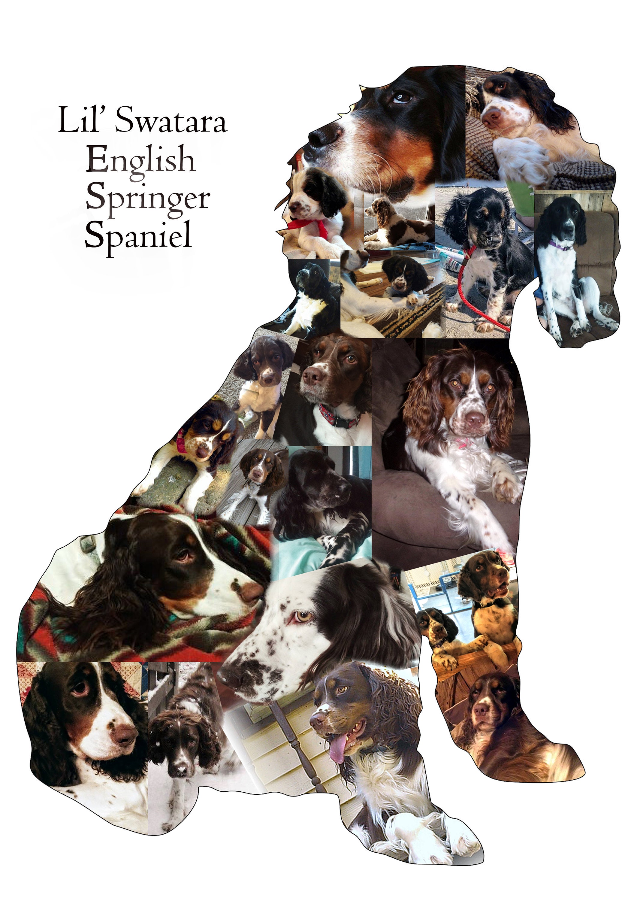 Springer Spaniel Photo Collage Springer Memorial Dog Memory Spinger ...