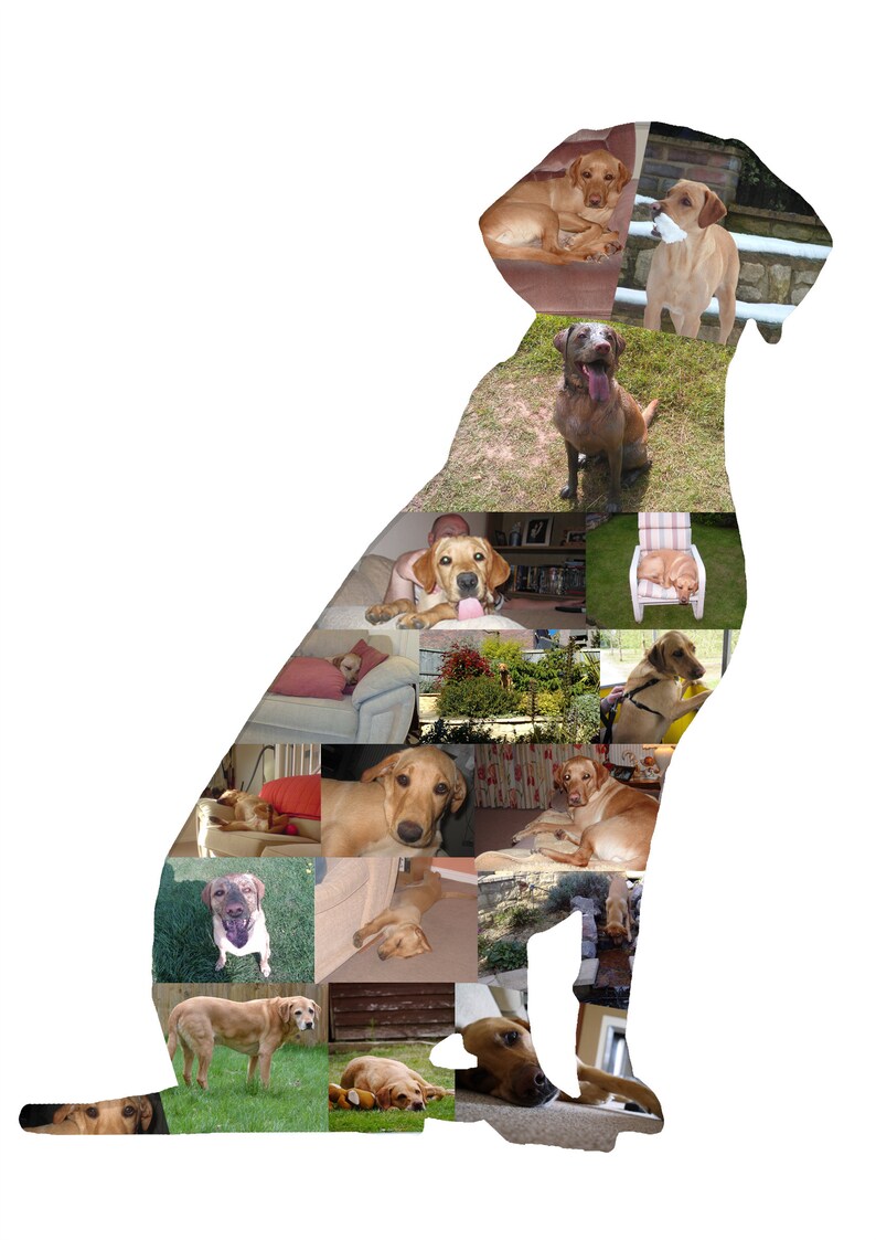Labrador Photo Collage Lab Memorial Lab Gift - Etsy