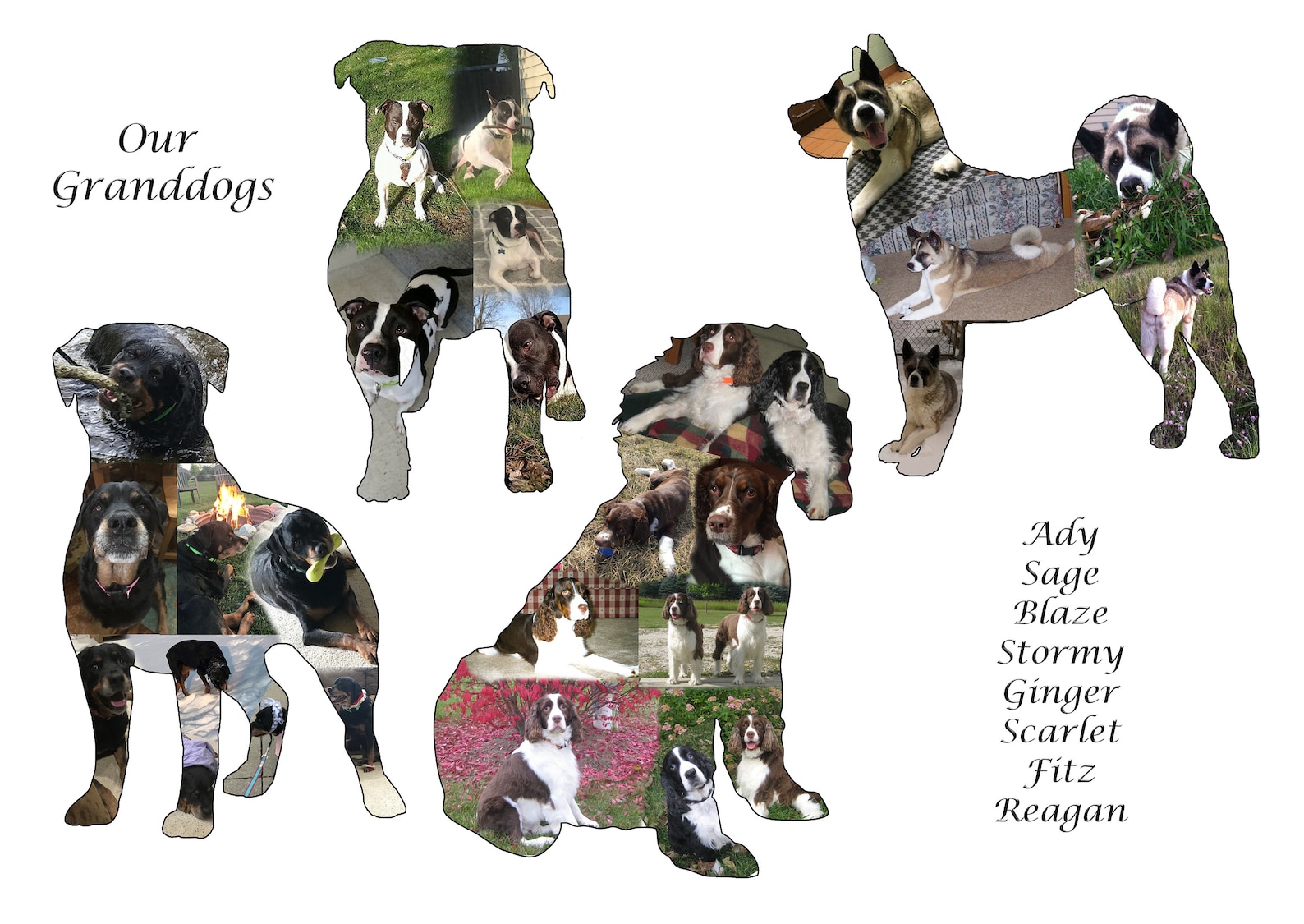 Springer Spaniel Photo Collage Springer Memorial Dog Memory - Etsy