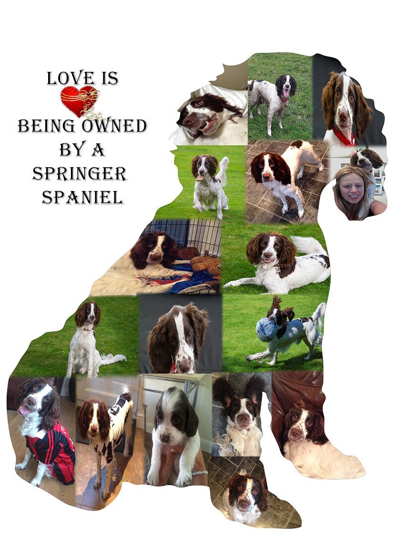 Springer Spaniel Photo Collage Springer Memorial Dog Memory - Etsy