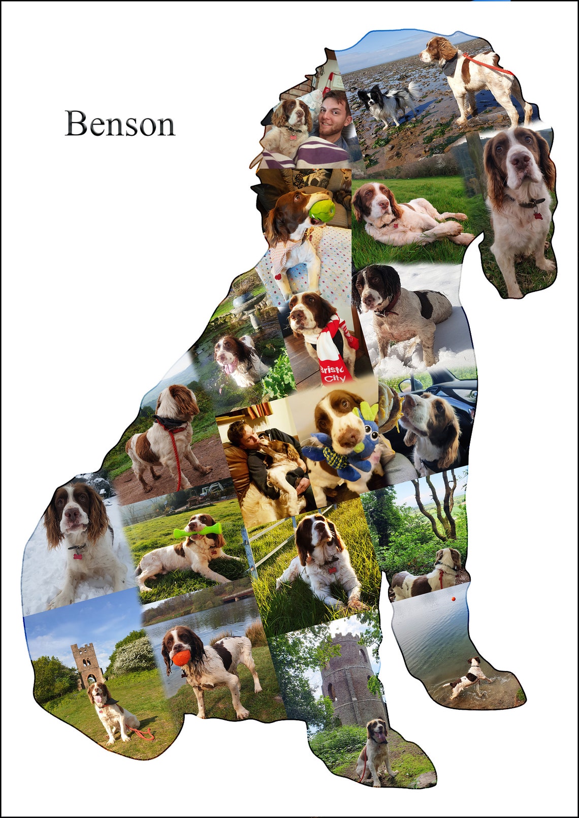 Springer Spaniel Photo Collage Springer Memorial Dog Memory Spinger ...