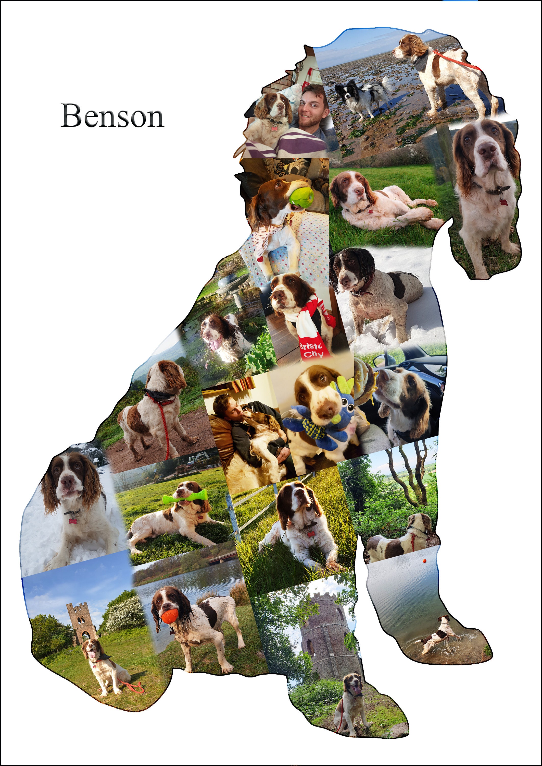 Springer Spaniel Photo Collage Springer Memorial Dog Memory Spinger ...