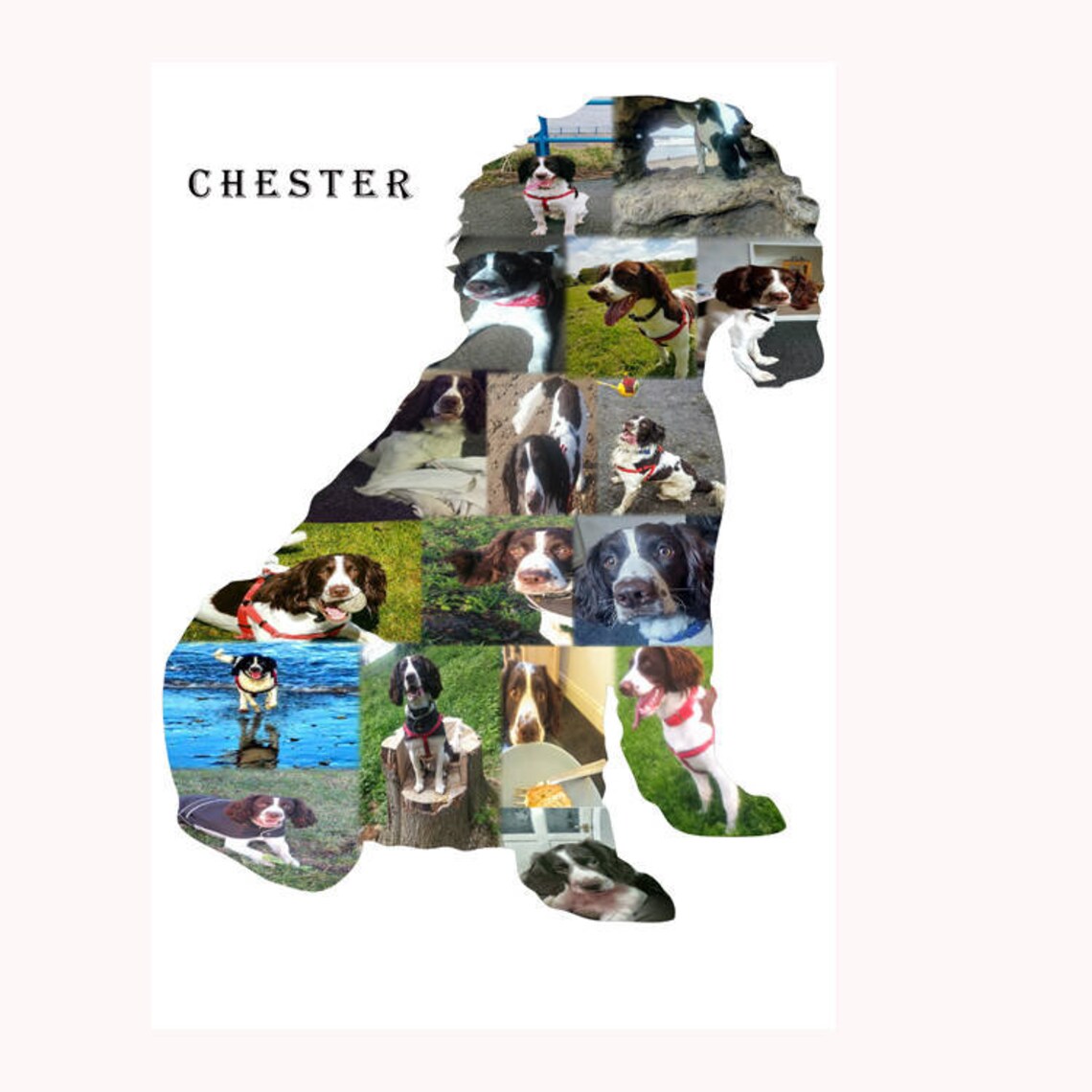 Springer Spaniel Photo Collage Springer Memorial Dog Memory Spinger ...