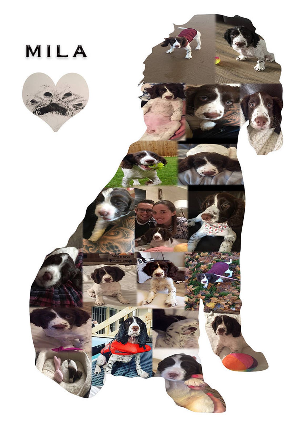 Springer Spaniel Photo Collage Springer Memorial Dog Memory - Etsy