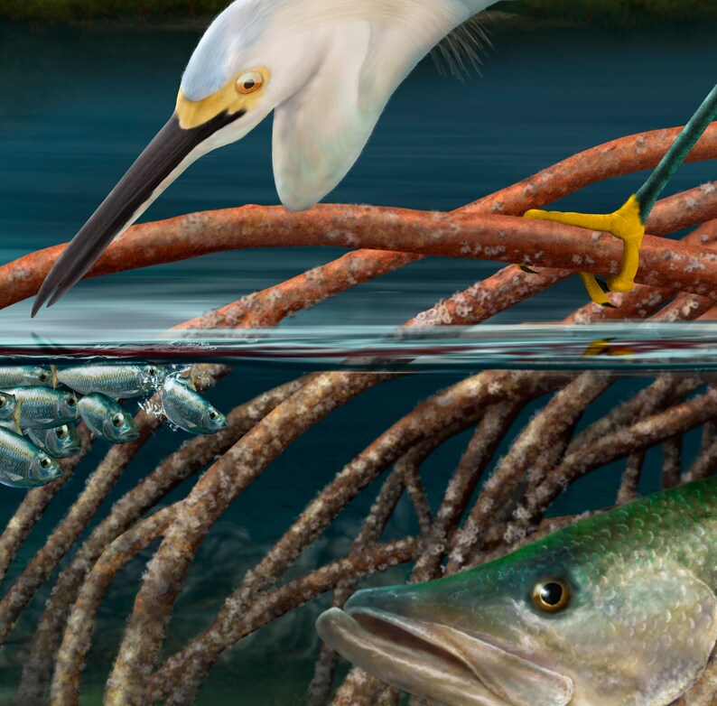Snook Art Print Snook and Egret Fishing Décor Snook Art | Etsy
