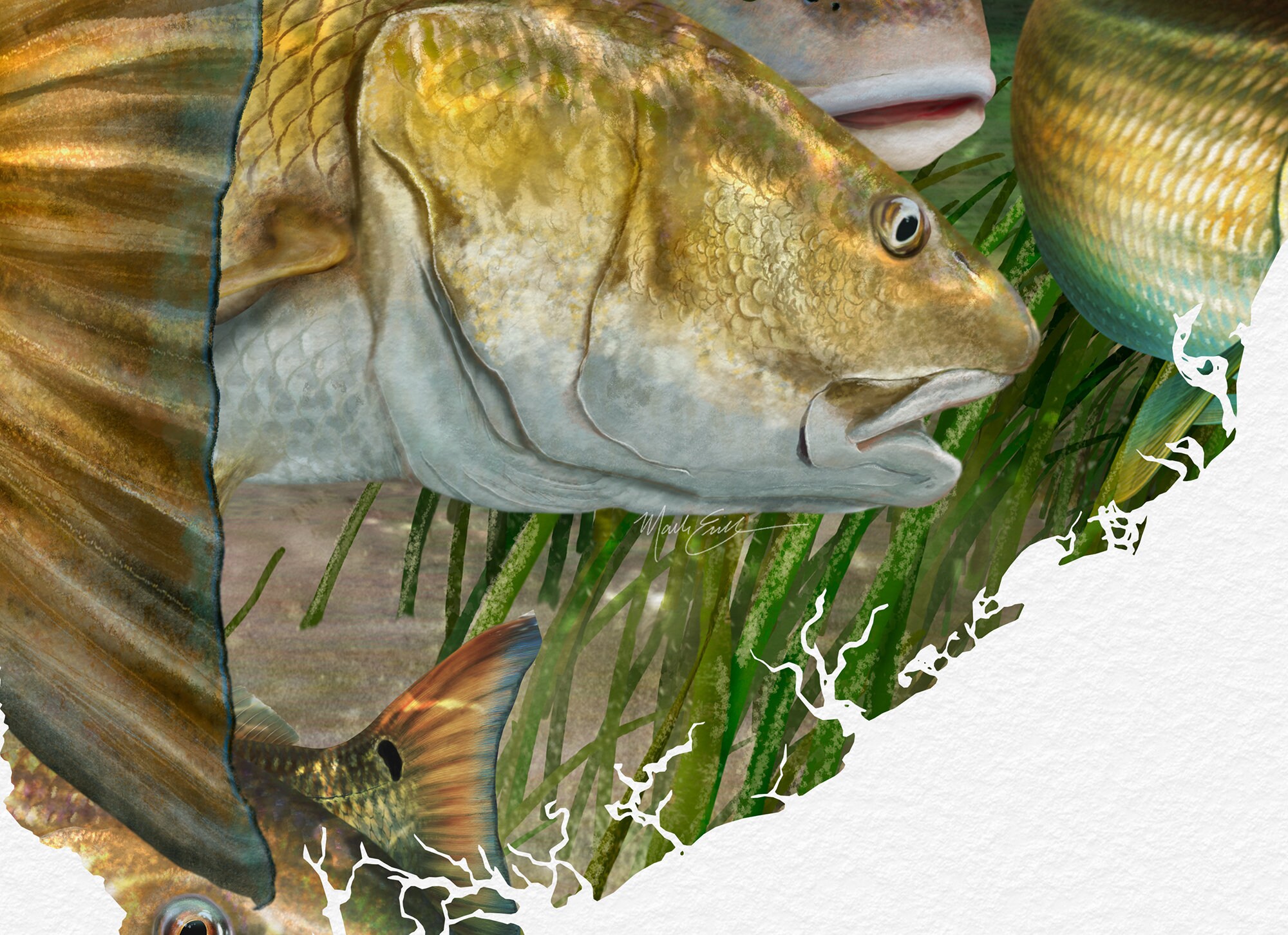 Red Drum Art Print South Carolina Map Red Drum Art Print - Etsy