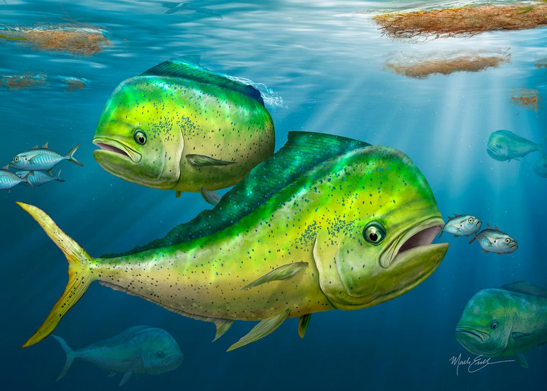 Mahi Mahi Fish Art Print Fishing Day Gift for a Saltwater Fisherman ...