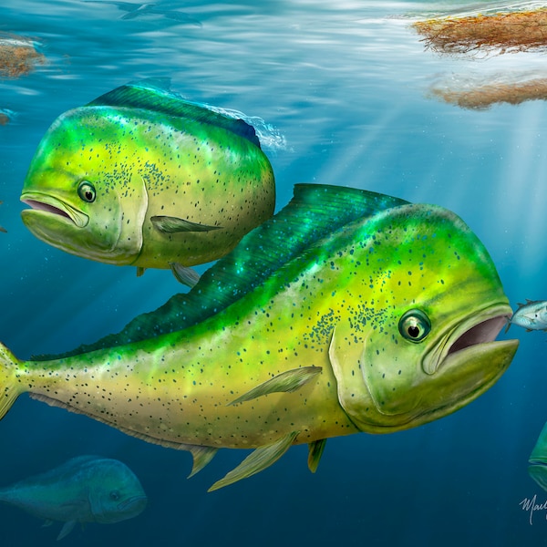 Saltwater Fish Art - Etsy