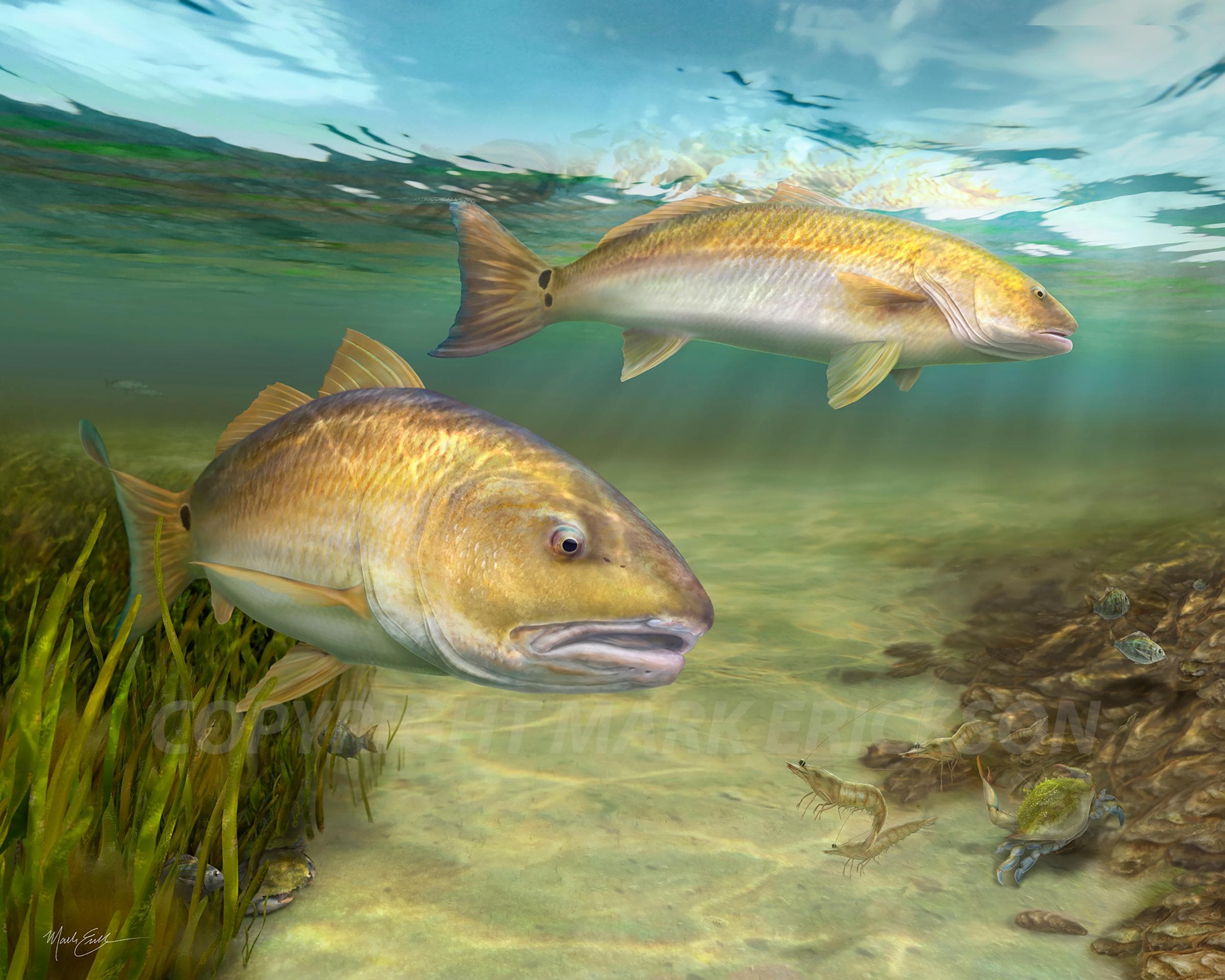 Redfish Art Print – Red Drum Fishing Wall Art With Crabs & Shrimp ...
