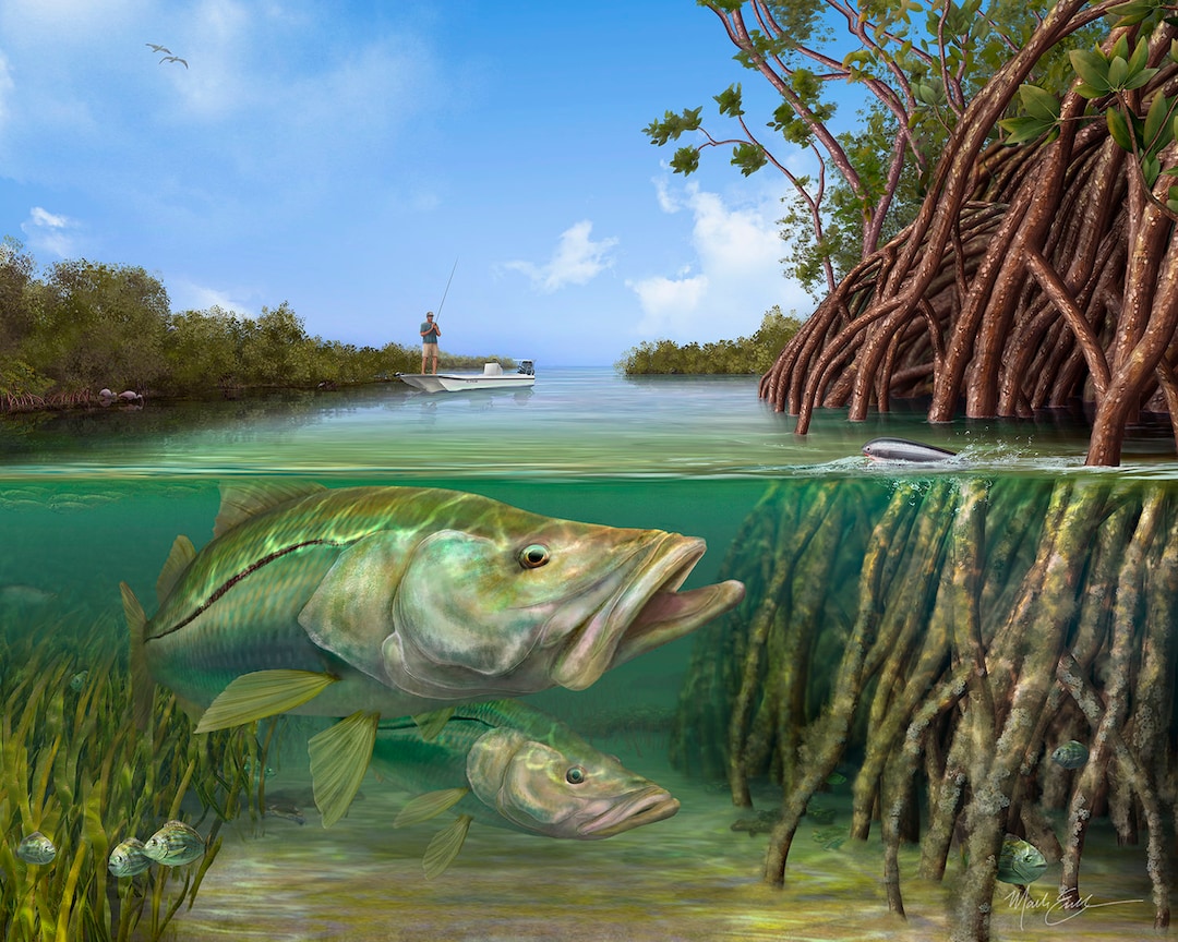 Snook Art Print Gift for Snook Fisherman. A Florida Snook Stalks a ...