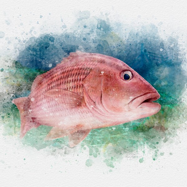 Red Snapper - Etsy