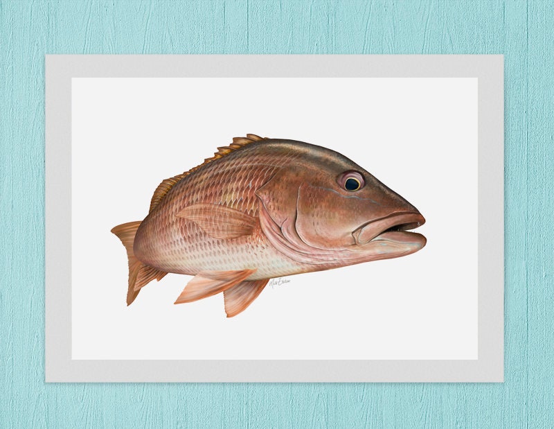 Mangrove Snapper Art Print Mango Snapper Fishermans Gift - Etsy