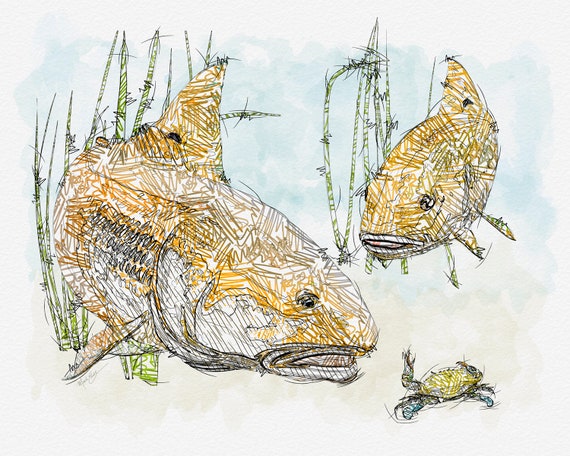 Redfish Drawing