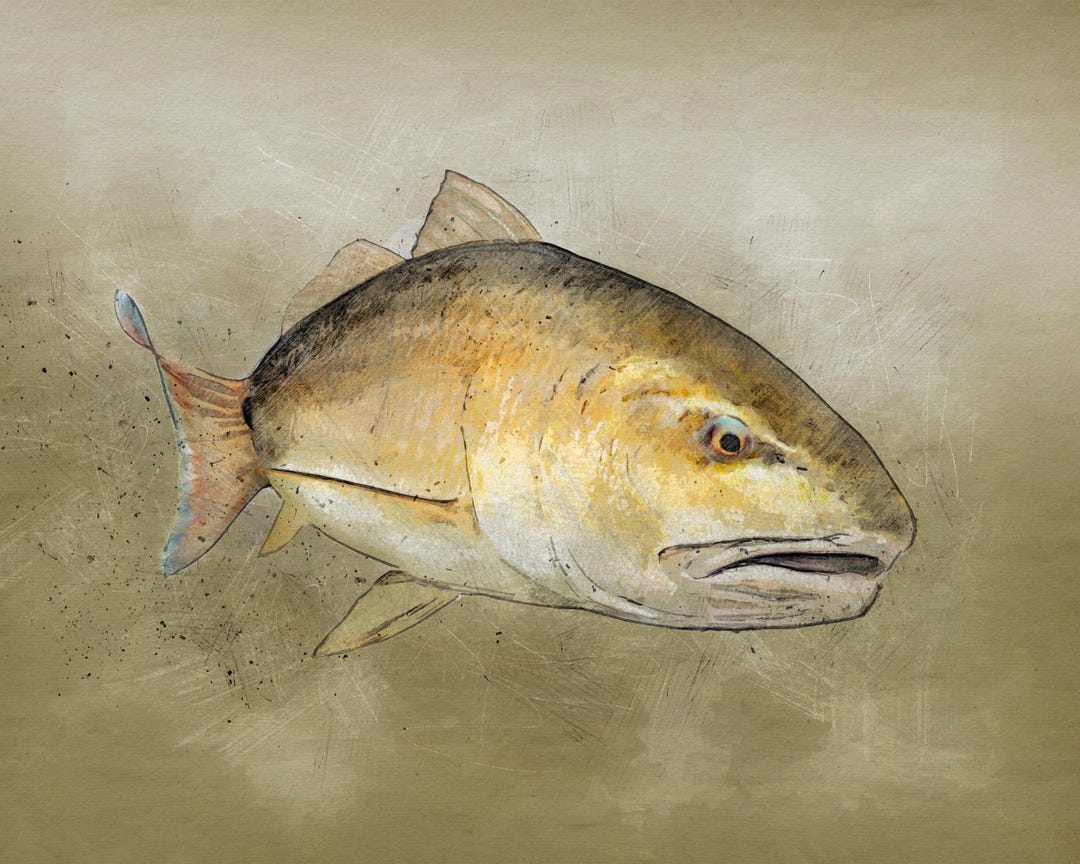 Redfish Drawing Art Print, Red Drum Wall Art Unique Redfish Fisherman ...