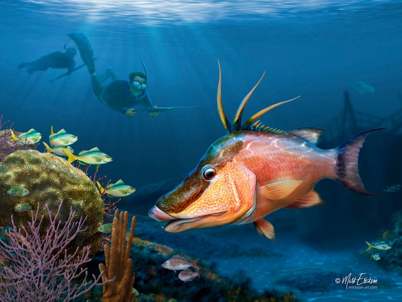 Hog Snapper Art Print Fish Art Spearfishing Décor Fishing Gifts for Men ...