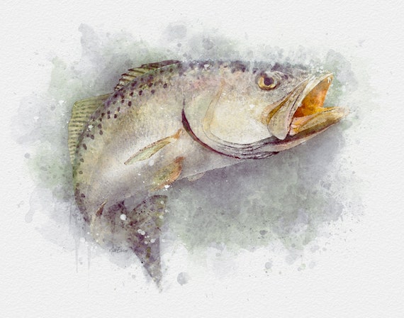 Speckled Trout Art Print Fishing Gift Featuring a Watercolor - Etsy