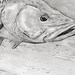 Snook Art Sketch Print a Great Snook Fisherman Gift - Etsy