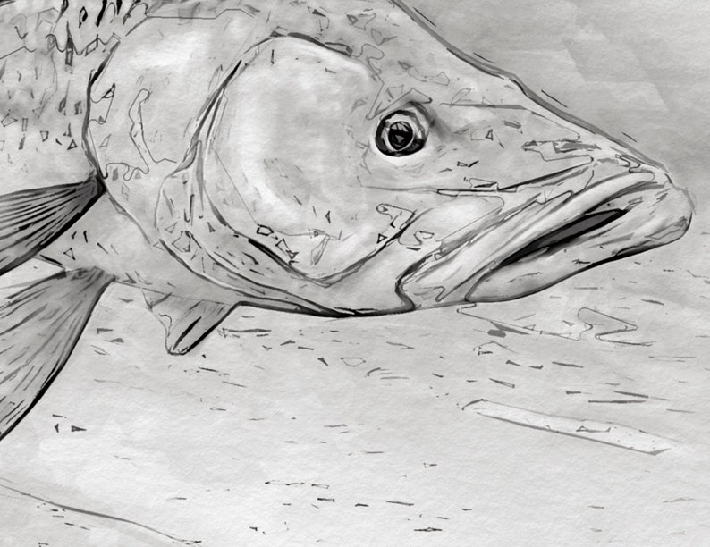 Snook Art Sketch Print a Great Snook Fisherman Gift - Etsy