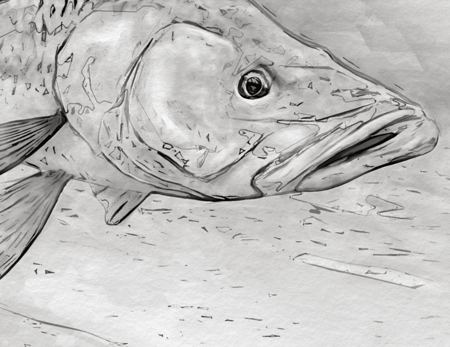 Snook Art Sketch Print a Great Snook Fisherman Gift - Etsy