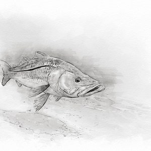 Snook Art Sketch Print - a Great Snook Fisherman Gift - Etsy