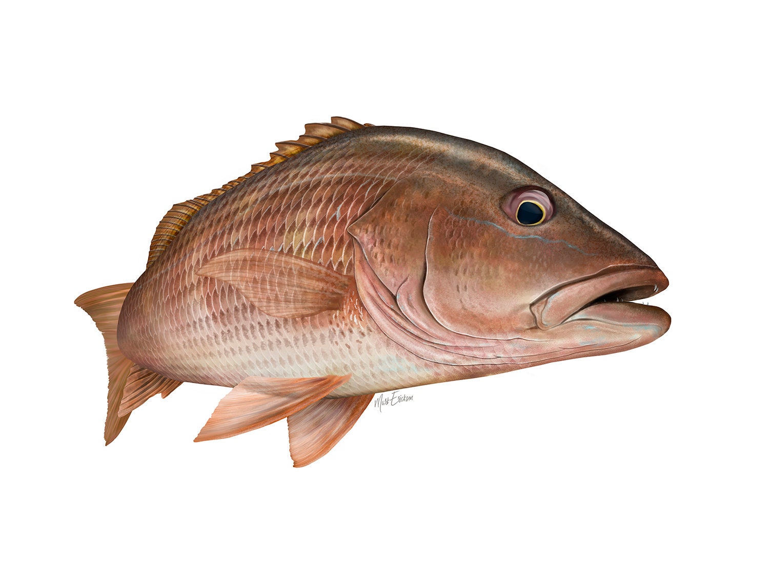 Mangrove Snapper Art Print Mango Snapper Fishermans Gift - Etsy