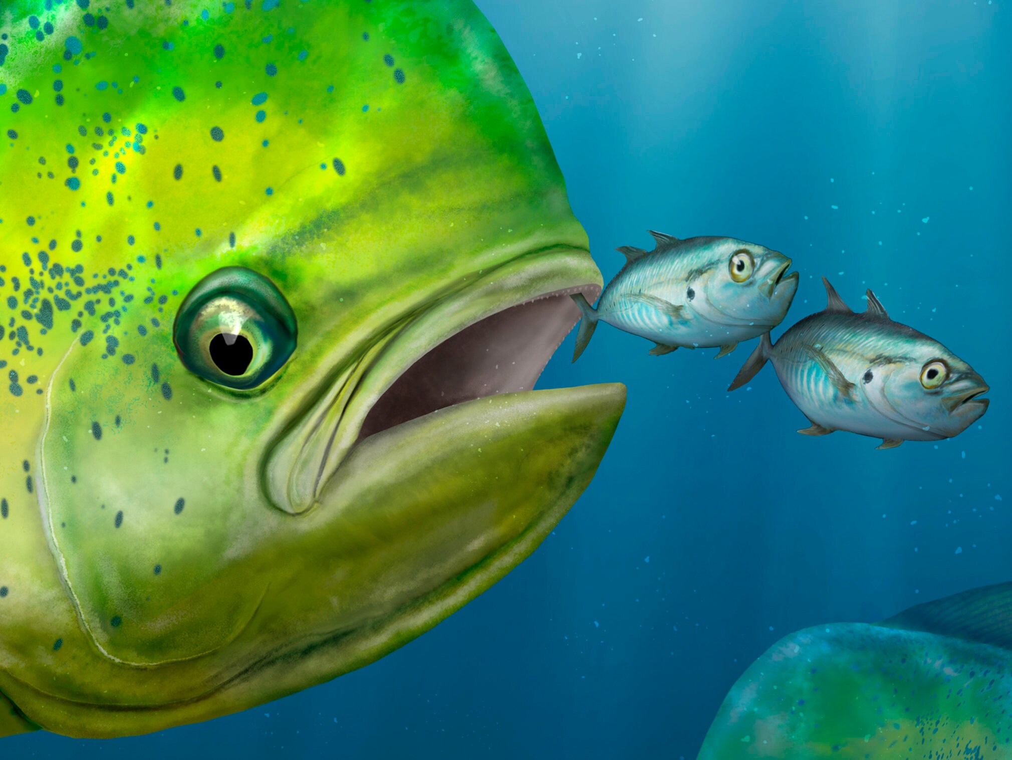 Mahi-Mahi Off Shore Fishing Art Sport Fishing Sun Cather Stained Glass ...