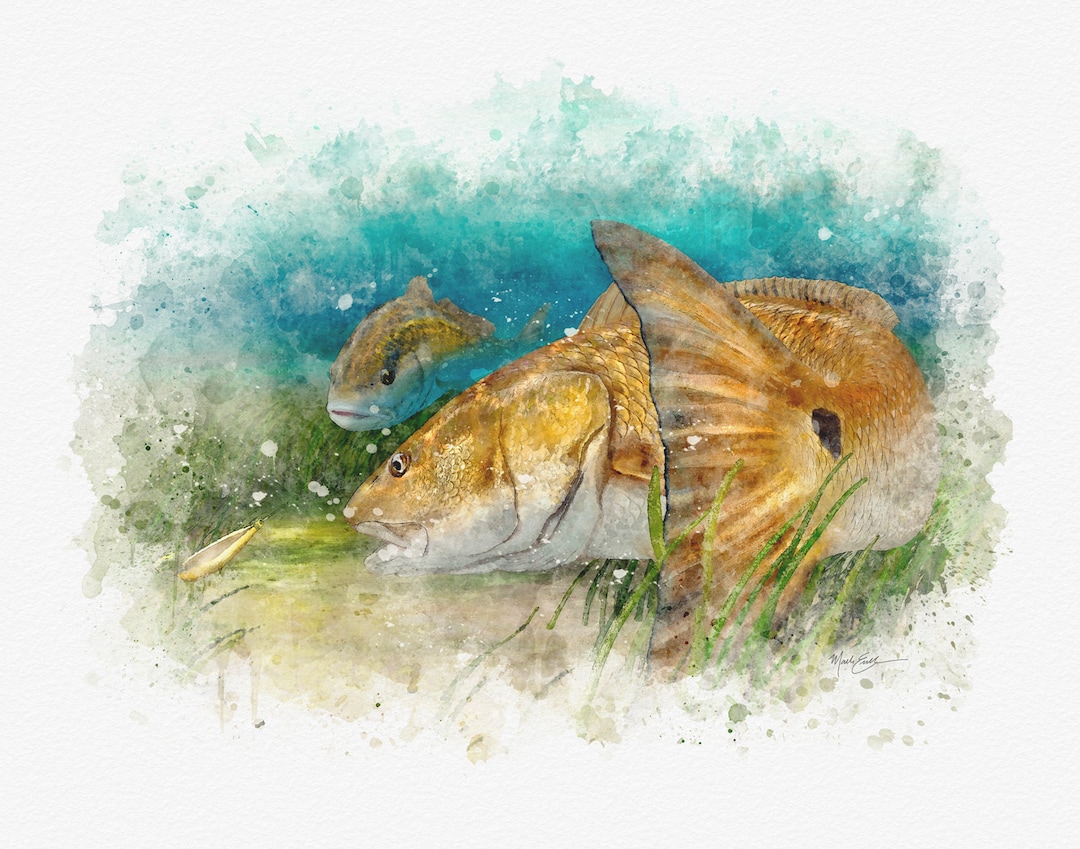 Redfish Art Print Watercolor-style Digital Painting of a Red Drum After ...