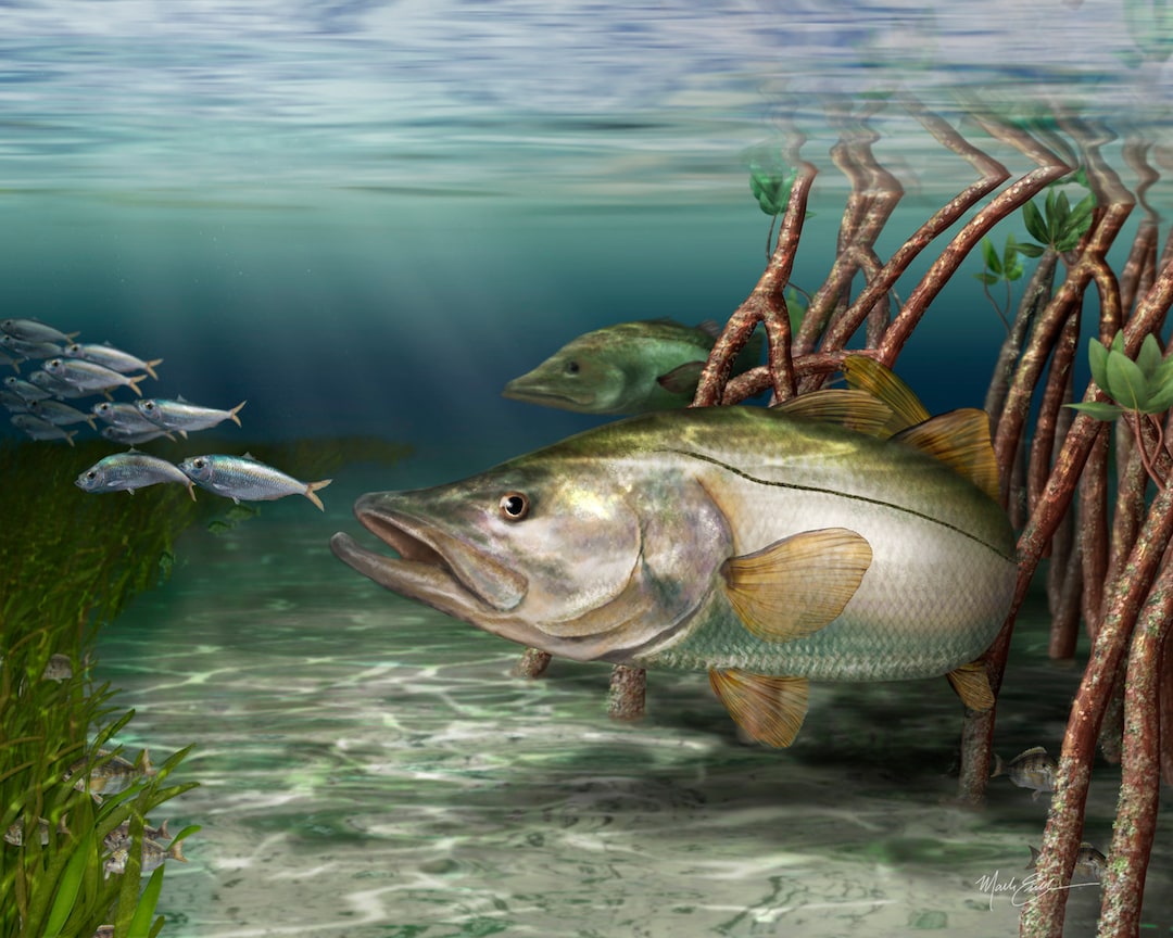 Snook Art Print Christmas Gift for Snook Fisherman. Snook Wall Art ...