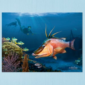 Hog Snapper Art Print Fish Art Spearfishing Décor Fishing Gift, Hogfish ...