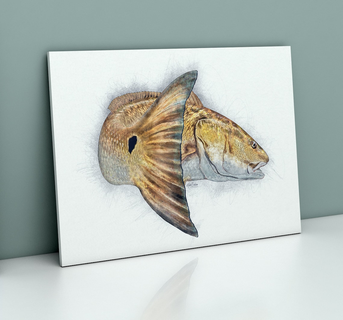 Redfish Tail Drawing Art Digital Painting Red Drum Fishing Gift - Etsy