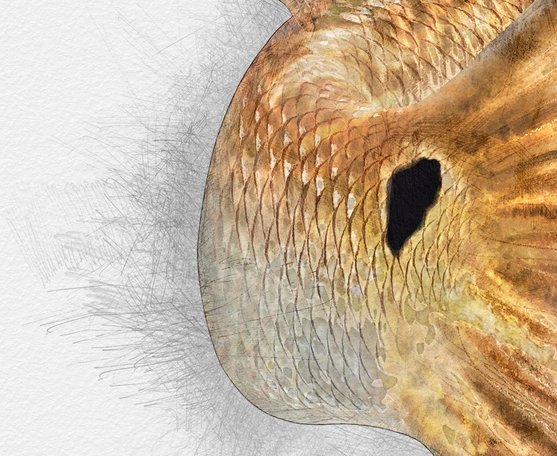 Inshore Slam Art Prints Gifts for Dad. Trout, Redfish and Snook Wall ...