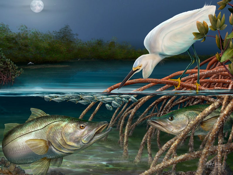 Snook Art Print Snook and Egret Fishing Décor Snook Art Fish - Etsy