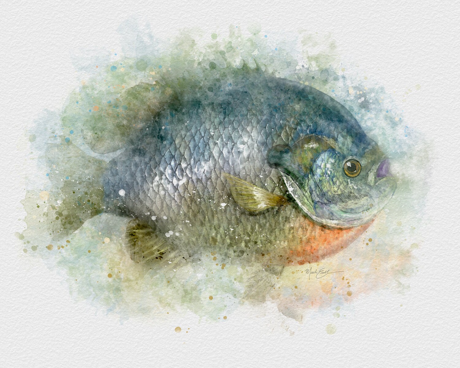 Bluegill Art Print Watercolor Style Fish Painting Print - Etsy
