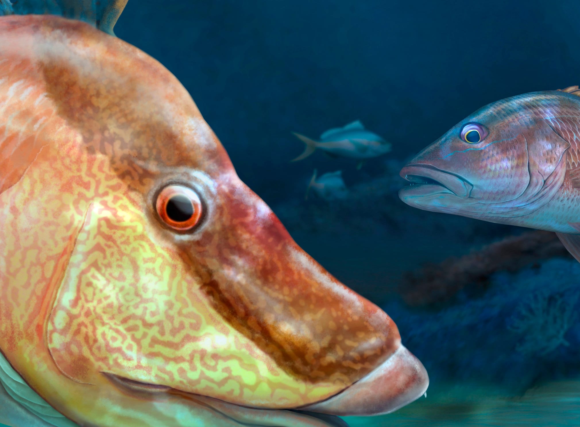Hogfish Spearfishing Art Print Gift for a Spearfisherman, Wide Format ...
