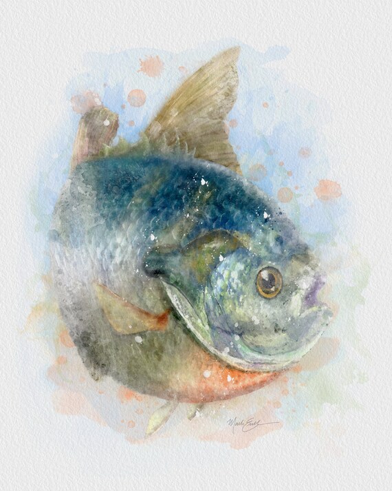 Bluegill Watercolor Style Fish Art Print Digital Painting - Etsy
