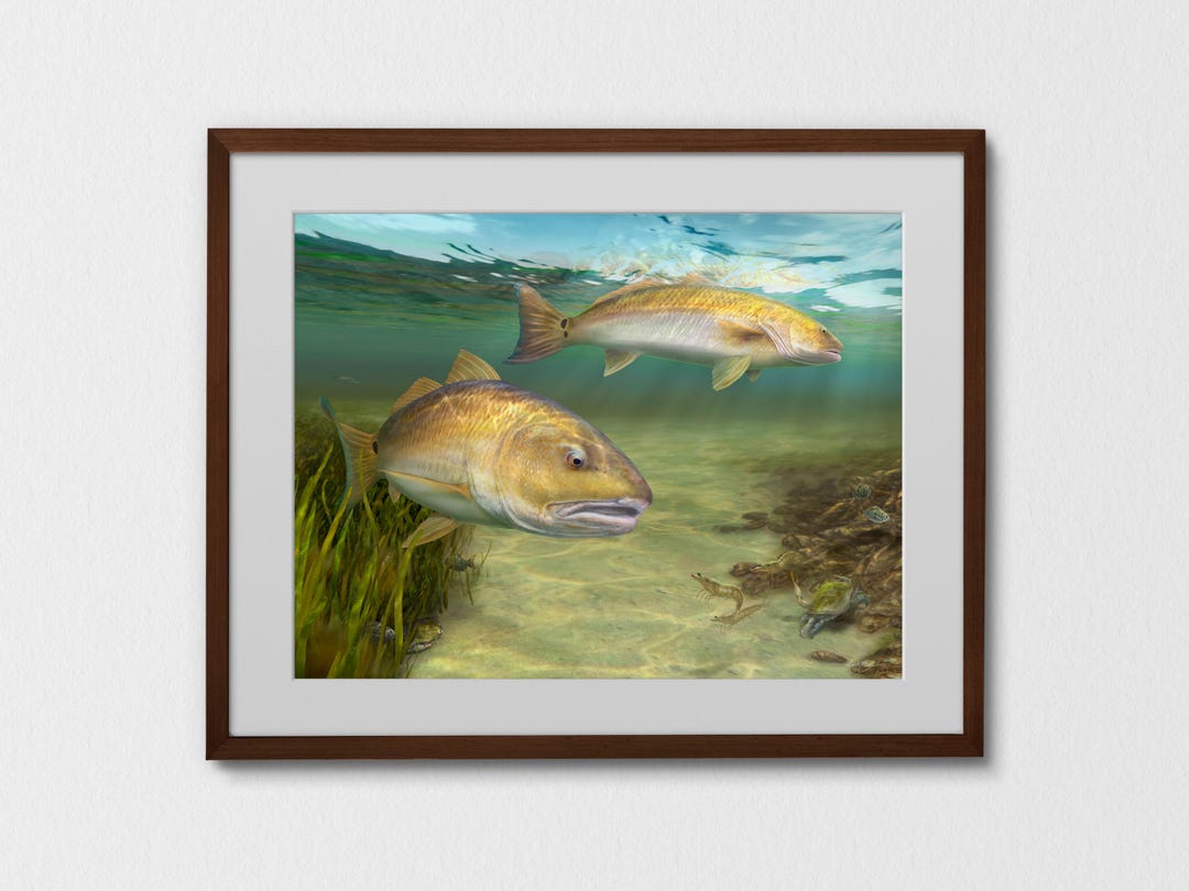 Redfish Art Print – Red Drum Fishing Wall Art With Crabs & Shrimp ...